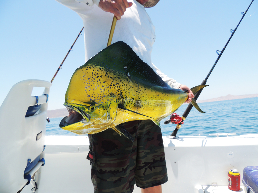 The 25 Best Tasting Fish In The World, A Very Unscientific Ranking