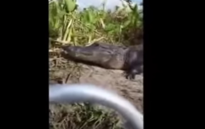 Alligator Jumps Into Boat While Couple Is Streaming On Facebook Live ...