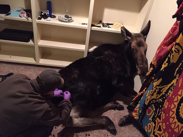 Moose Jumps Through Window And Gets Stuck In Idaho Family's Basement ...