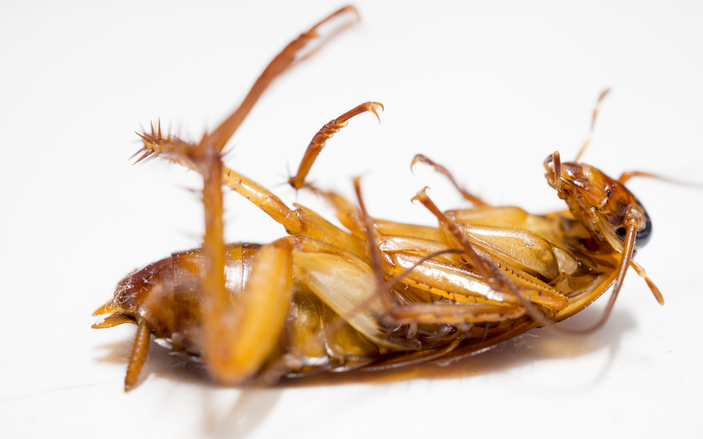 These Are Most Cockroach And Rat-Infested Cities In America, Ranked By ...
