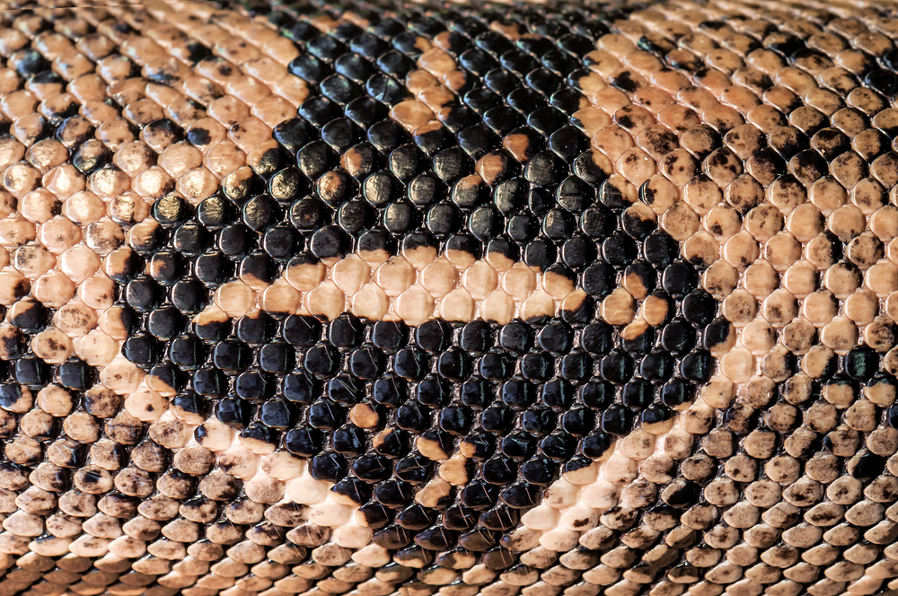 After Eating Two Goats This GIANT Python Looks Like A Dinosaur That ...