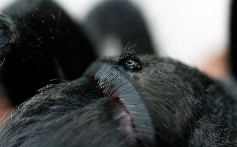 Field Scientists Shocked To Discover ENORMOUS And Terrifying Tarantula ...