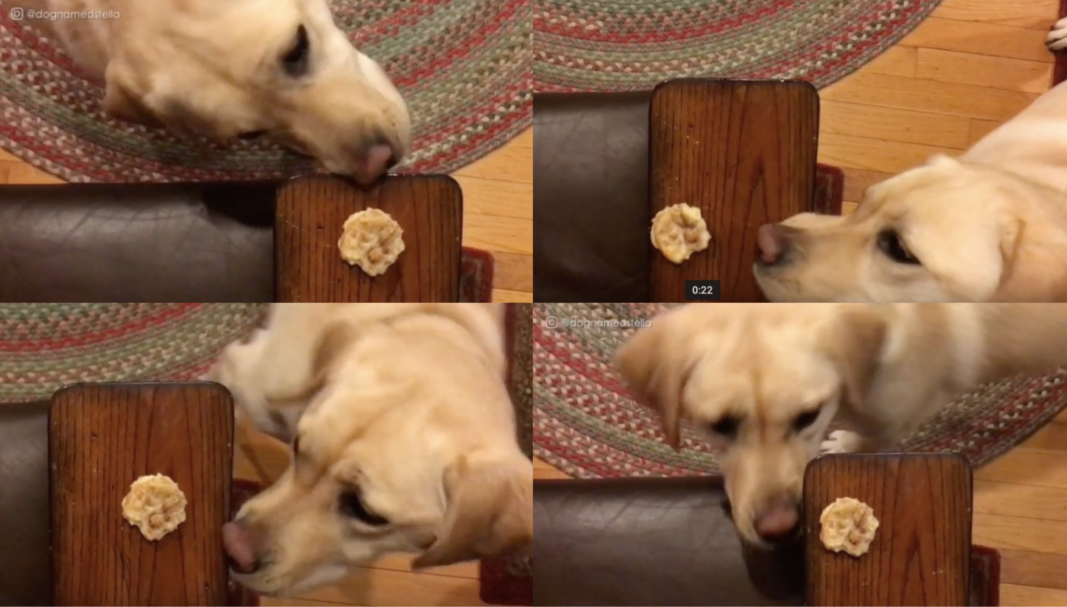 This Adorably Stupid Dog Trying To Eat A Cookie Will Put A Big Ol ...