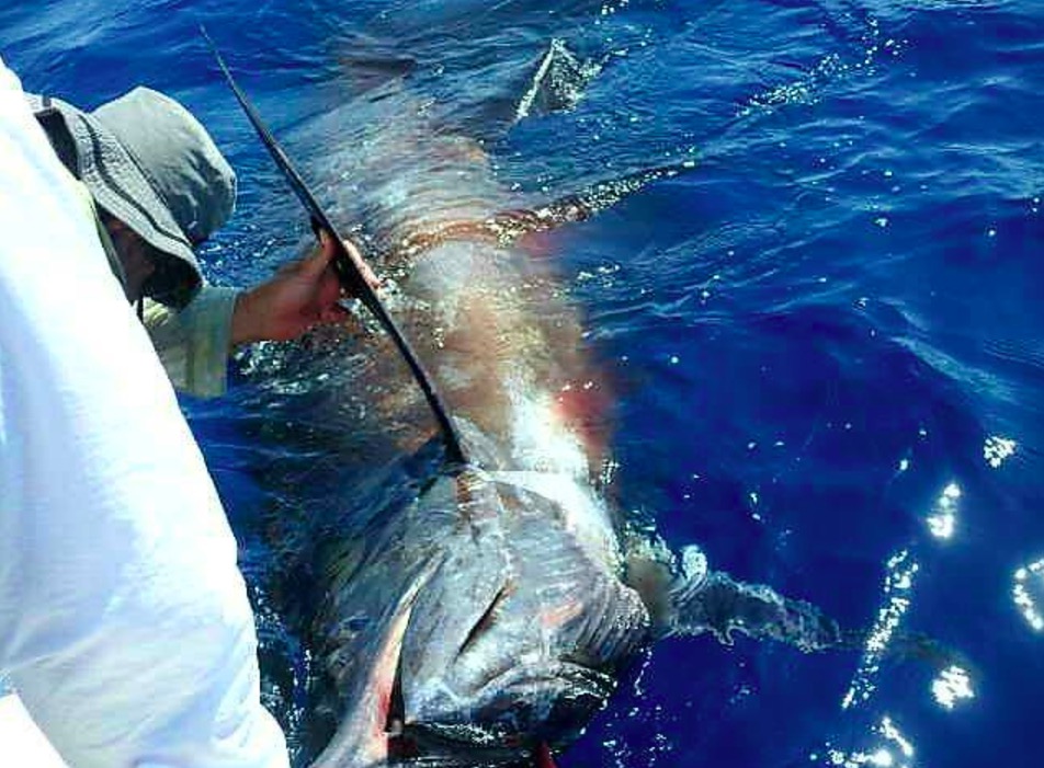 First 'Grander' Blue Marlin Caught Off South Africa — 1,245-Pound Fish ...