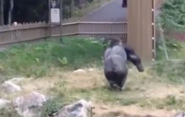 The Animal Revolution WILL Be Televised: Angry Gorilla Throws Branch At ...