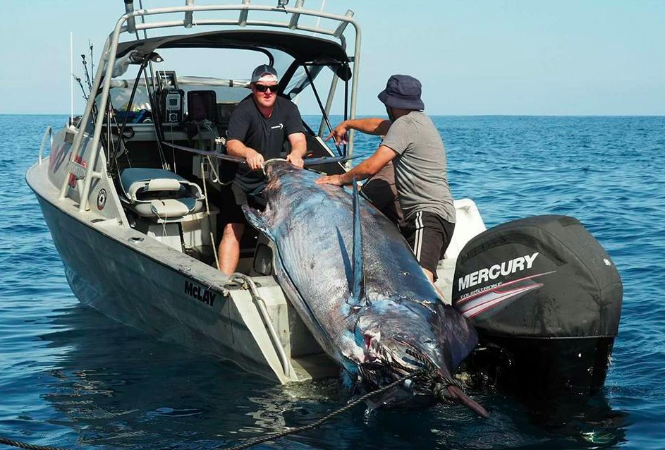 1,027-Pound Blue Marlin Is The Second Largest Marlin EVER Weighed In ...