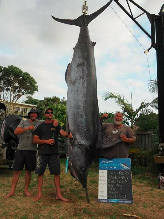 1,027-Pound Blue Marlin Is The Second Largest Marlin EVER Weighed In ...