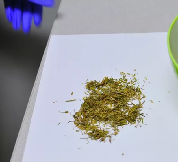 U.S. Government Is Growing The Worst Weed EVER And Passing It Off As ...