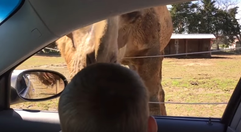 The Screams Of Terror From This Petrifying Llama Attack Will Haunt This ...