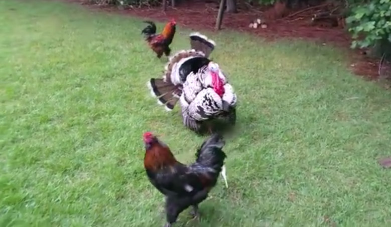Badass 'Police' Turkey Lays Down The Got-Damn Law When Two Roosters ...