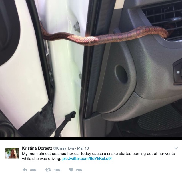 Woman Afraid To Drive Again After Her Encounter With A Snake Goes Viral ...