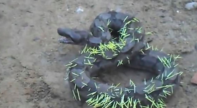 A Python Ate A Porcupine And Instantly Learns That When You Play Stupid ...