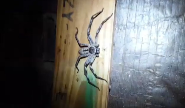 Watch A Gazillion Baby Spiders Erupt From A Huge Spider’s Egg Sac And ...