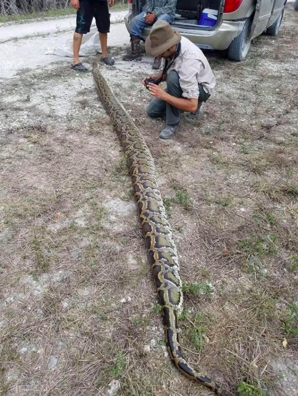Florida Bros Catch 15-Foot-Long Python Big Enough To Eat A 170-Pound ...