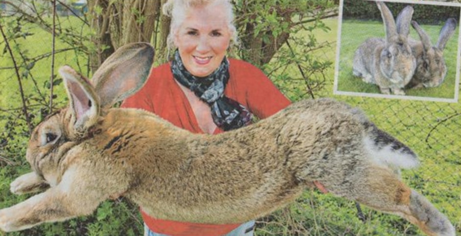 Playboy Model's HUGE Bunny, Son Of Biggest Rabbit Ever, Dies On United ...