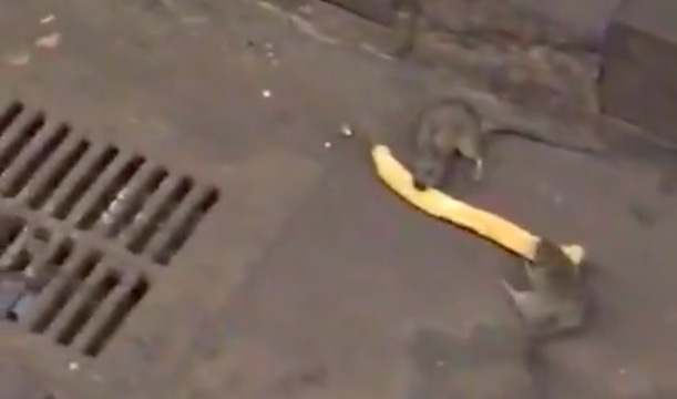 Two Large Subway Rats Fight Over A Perfectly Good Churro In A Dramatic ...