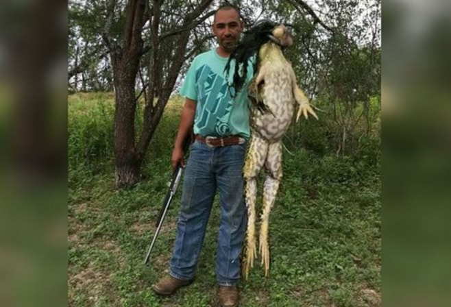 This Gargantuan Bullfrog Caught In Texas Is So Enormous That People ...