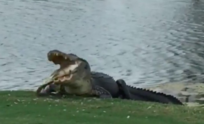 Golfers Spot Massive Gator Eating An Enormous Largemouth Bass On The ...