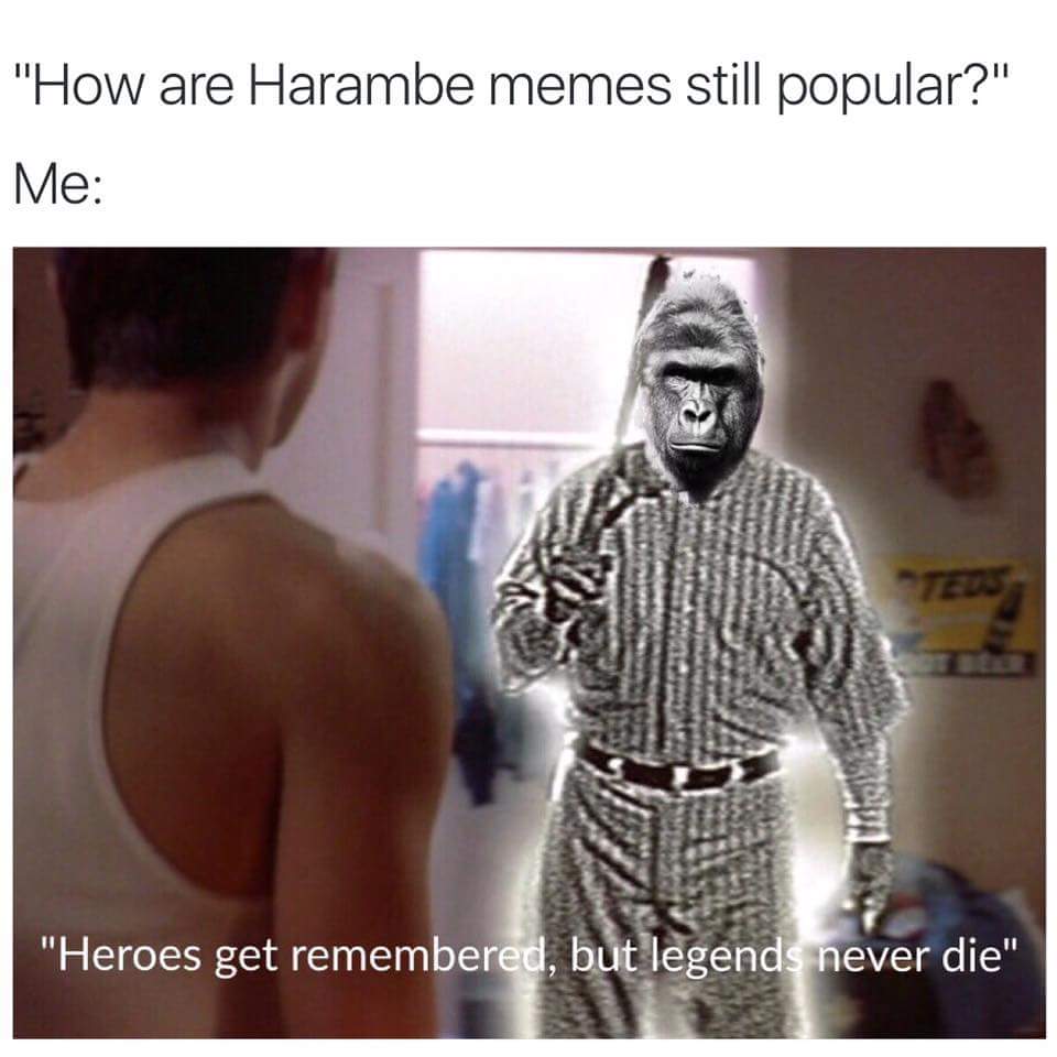 One Year Ago Today, Harambe Was Taken From Us, Celebrate His Life With ...