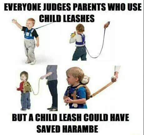 One Year Ago Today, Harambe Was Taken From Us, Celebrate His Life With ...