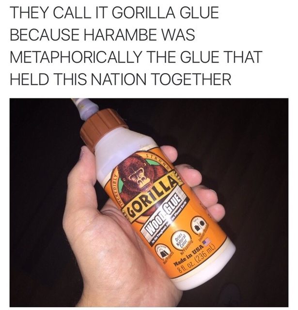 One Year Ago Today, Harambe Was Taken From Us, Celebrate His Life With ...