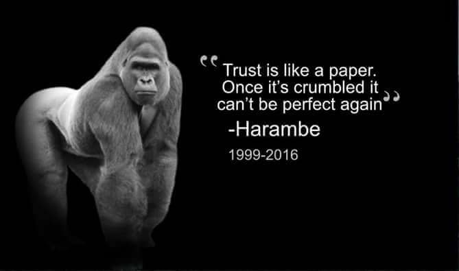 One Year Ago Today, Harambe Was Taken From Us, Celebrate His Life With ...