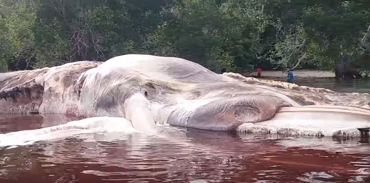 VIDEO: What The Fluffernutter Is This MASSIVE Sea Monster That Washed ...