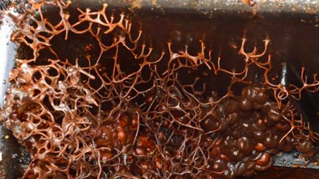 Australian Man Posts Image Of Alien Species Growing In His Water Meter ...