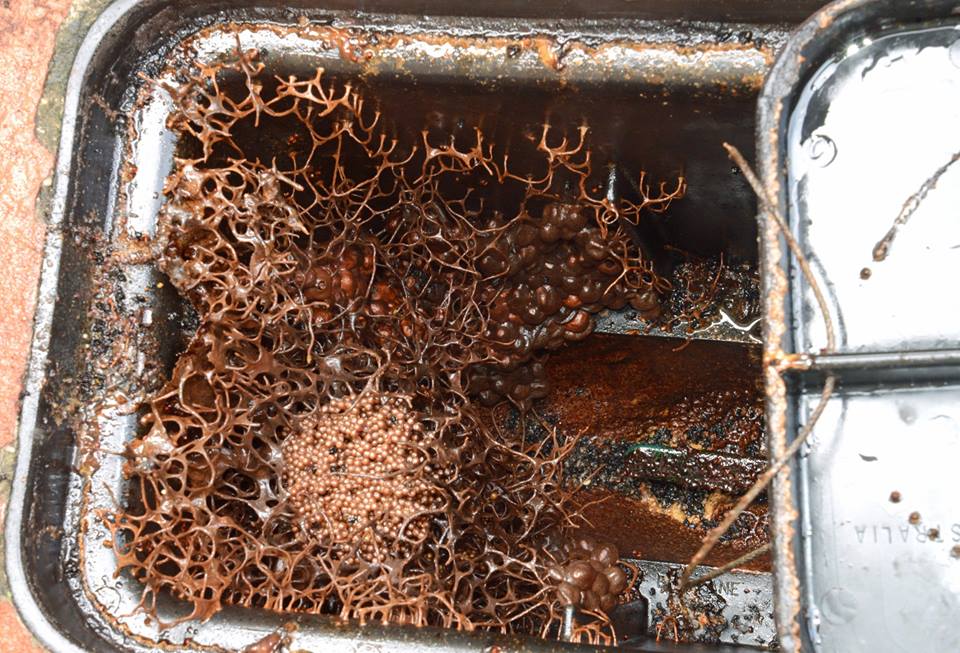 Australian Man Posts Image Of Alien Species Growing In His Water Meter ...