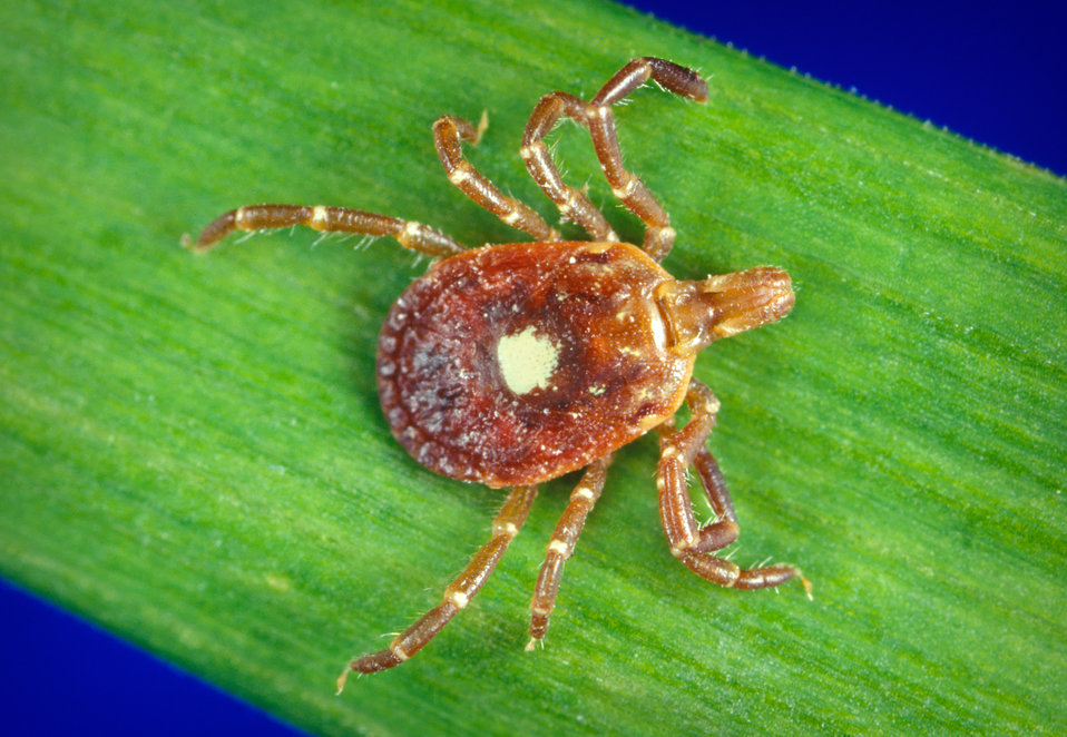This Devilishly Wicked Tick Is Spreading And Its Bite Can Turn You Into ...