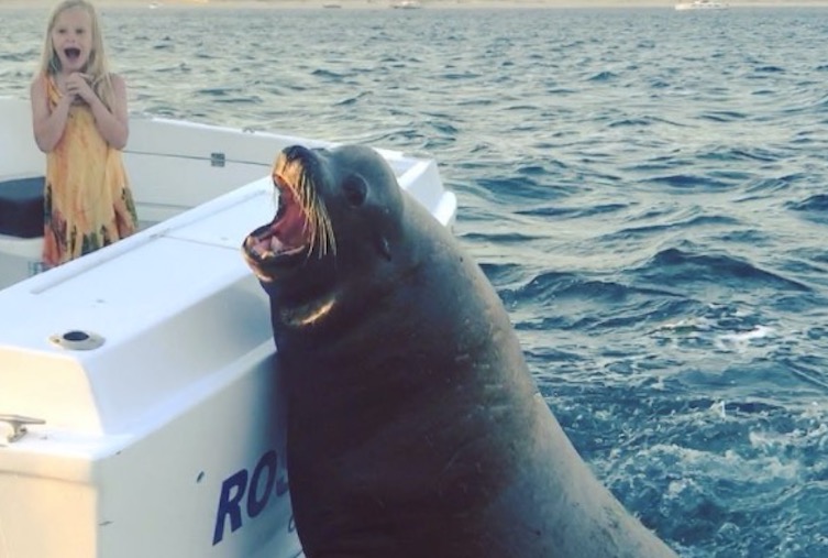 All Hail 'Pancho', King Of The Sea Lions, Fattest Sea Creature You'll ...