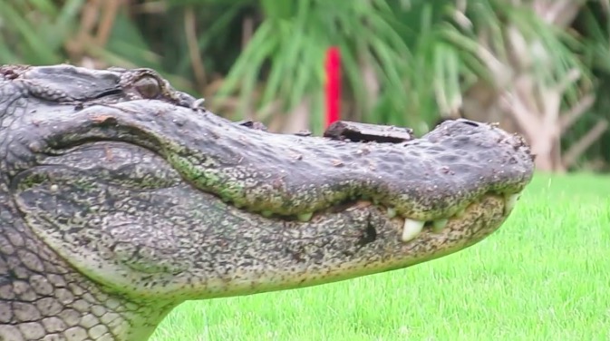 Absolutely Gigantic Alligator Known As 'Sherman The Tank' Seen On South ...