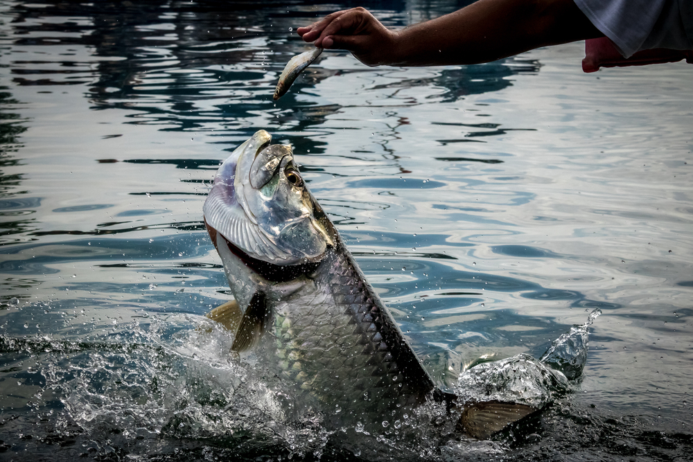 Father-Son Fishing Duo Catch Texas State Record Tarpon, A MASSIVE 90 ...