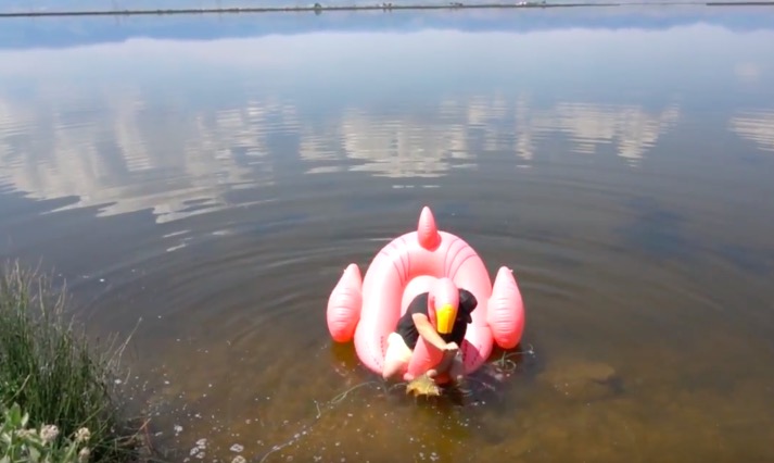 Bro Ties His Own Fly And Goes Fly Fishing For Carp From An Inflatable ...