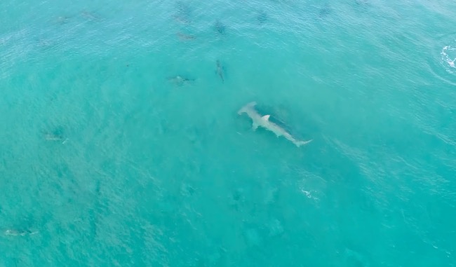 Giant Hammerhead Shark Hunts Blacktip Sharks — 4K Drone Footage