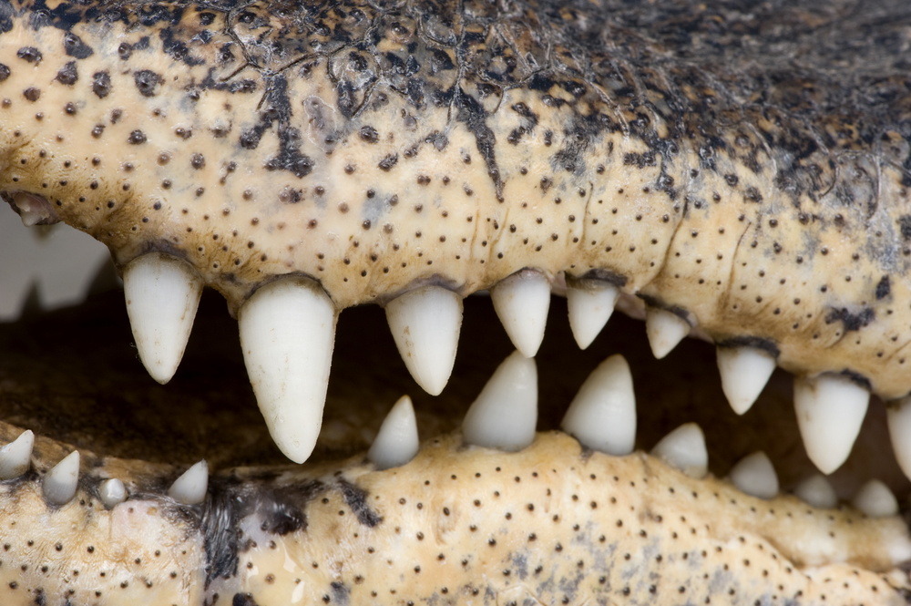 A Large Alligator And A Burmese Python Got Into A Fight On A Golf ...