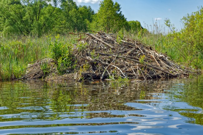 Here’s What The Inside Of A Beaver’s Home Looks Like