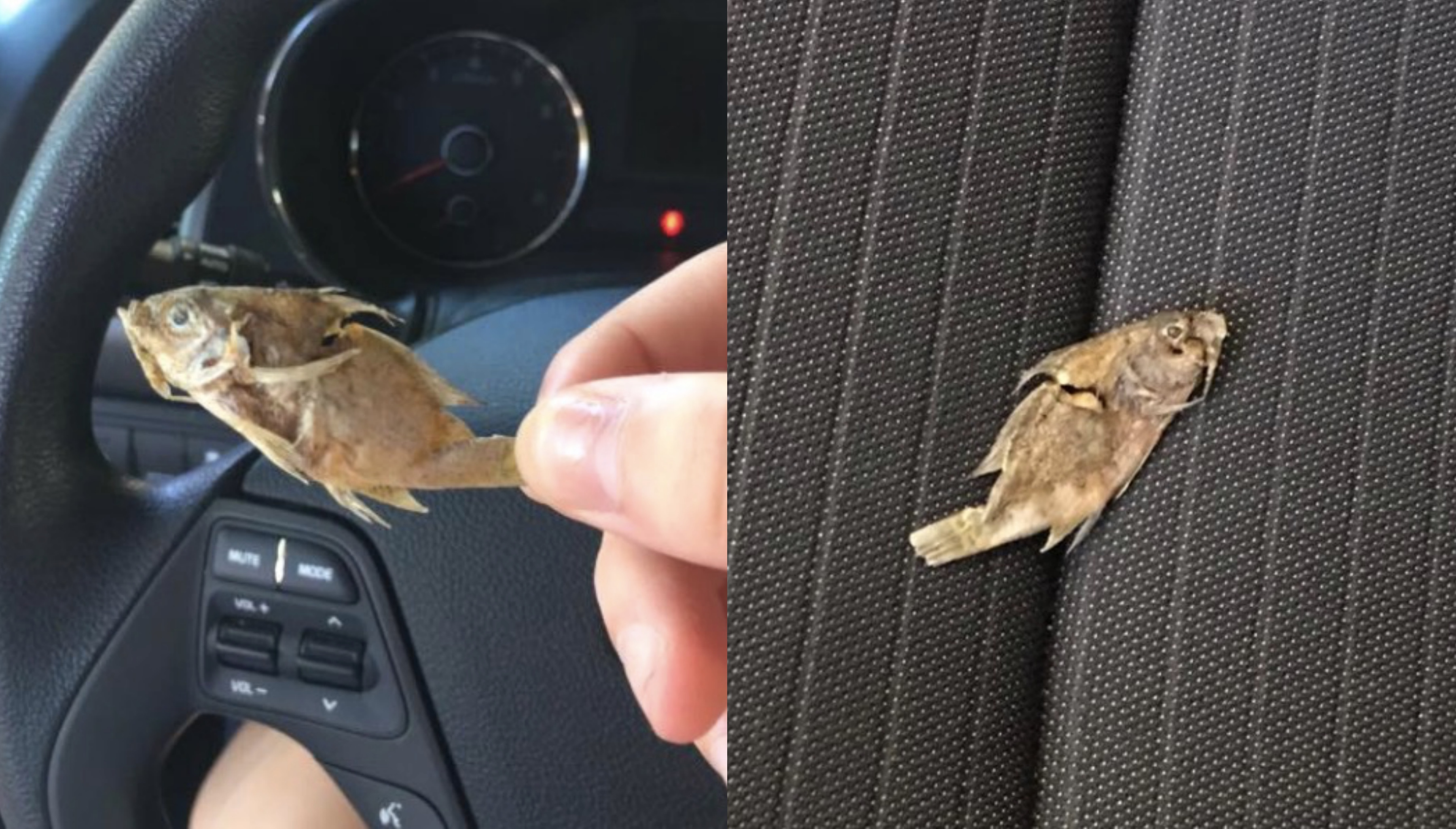 Girl's Amazing Facebook Post Goes Viral After She Finds A Dead Fish In ...