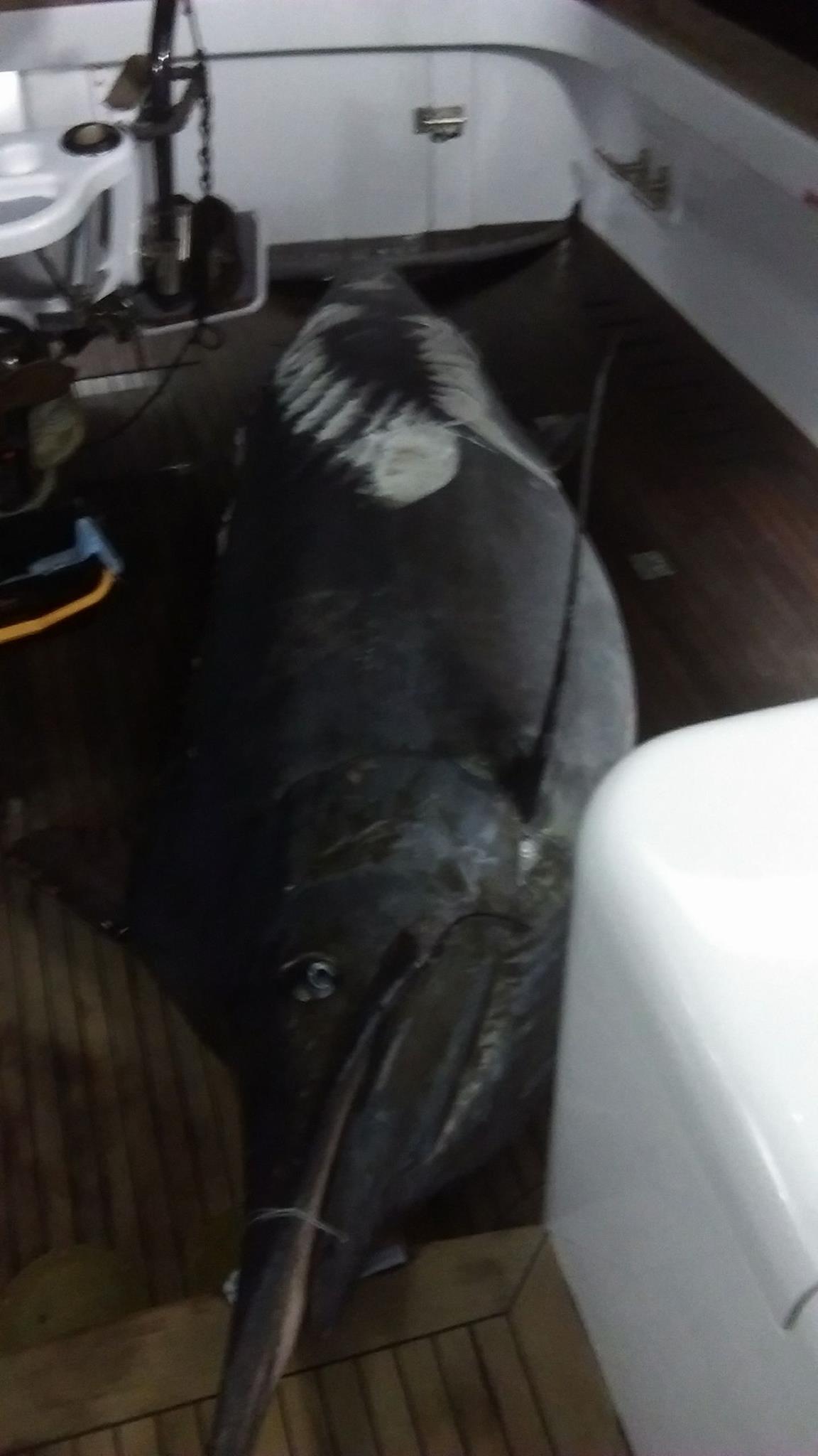 Aussie Fishing Captain Hauls In 11-Foot Long, 1,117-Pound Black Marlin ...