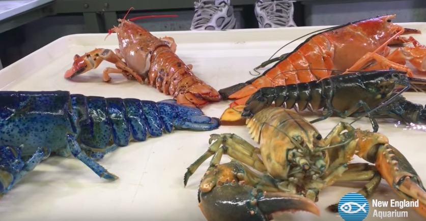 Extremely Rare Yellow Lobster (1-In-30 Million) Added To Aquarium ...
