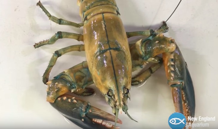 Extremely Rare Yellow Lobster (1-In-30 Million) Added To Aquarium ...
