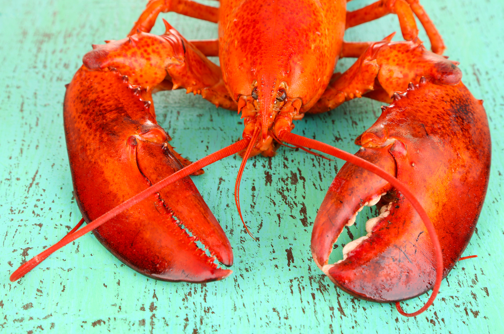 Extremely Rare Yellow Lobster (1-In-30 Million) Added To Aquarium ...