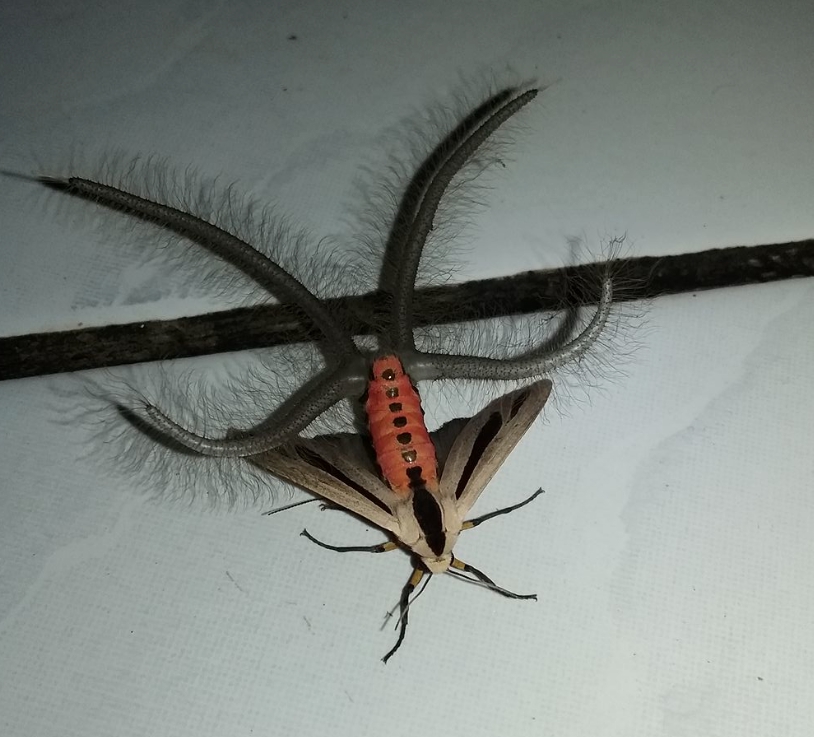 This Otherworldly Insect Spotted In A Home In Indonesia Is Straight Up ...