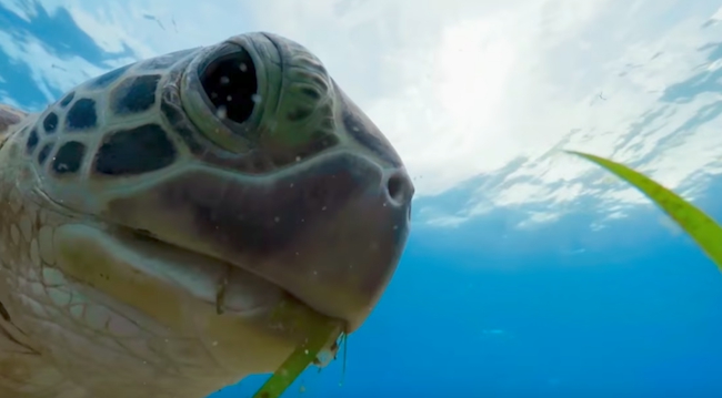 Another 'Blue Planet II' Trailer Is Here To Remind You Nature Is ...