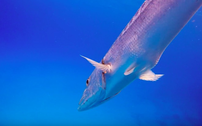 Giant Barracuda Shows How It's Fast As A Torpedo While Charging A Fish ...