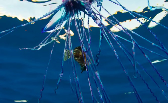 Nature Is Metal: Portuguese Man O' War Travels Open Ocean, Paralyzes ...
