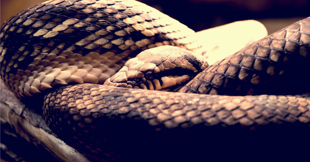 These Guys Capturing A GIGANTIC Snake That Was On The Loose Is Pure ...