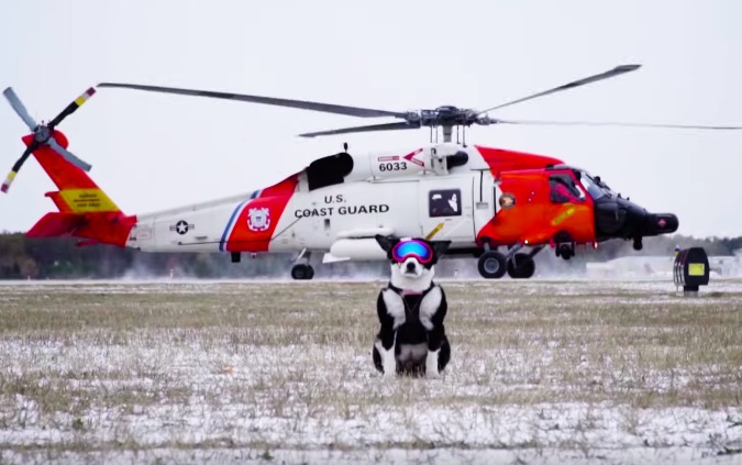 Piper The 'Aviation Bird Dog' Protects Planes From Crashing Into Birds ...