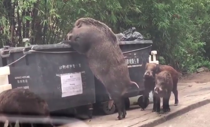 Freakishly Large Wild Boar Nicknamed 'Pigzilla' Seen Raiding A Dumpster ...