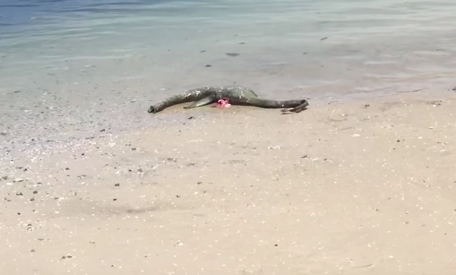 Legitimate Sea Monster Washes Up On Georgia Shore And Nobody Knows What ...